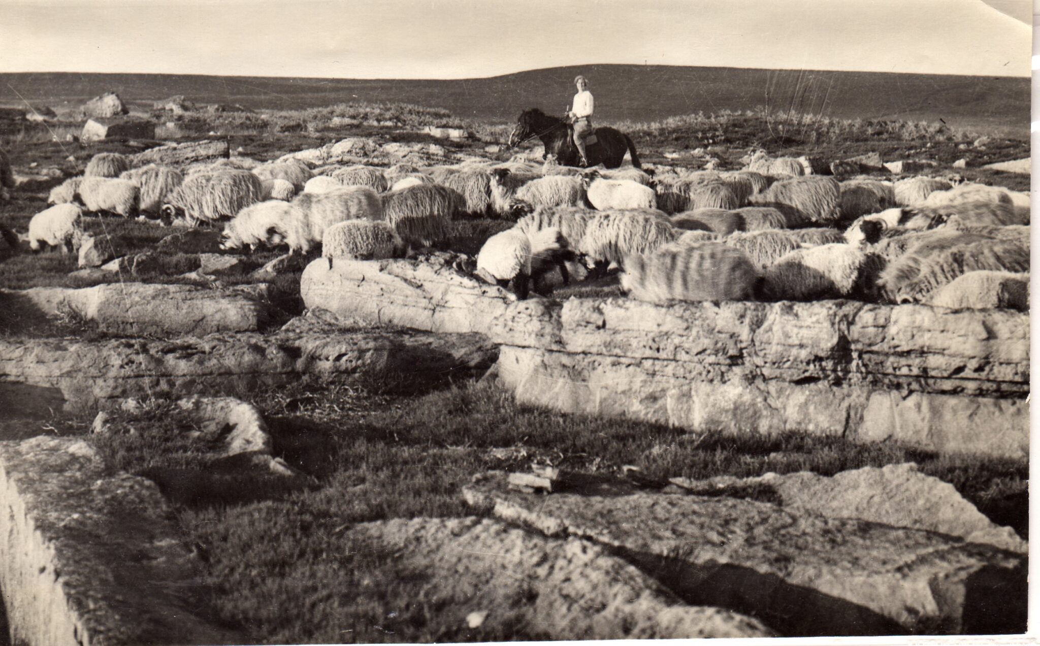 Rose Farrow: A Moorland Shepherdess - Ryedale Folk Museum
