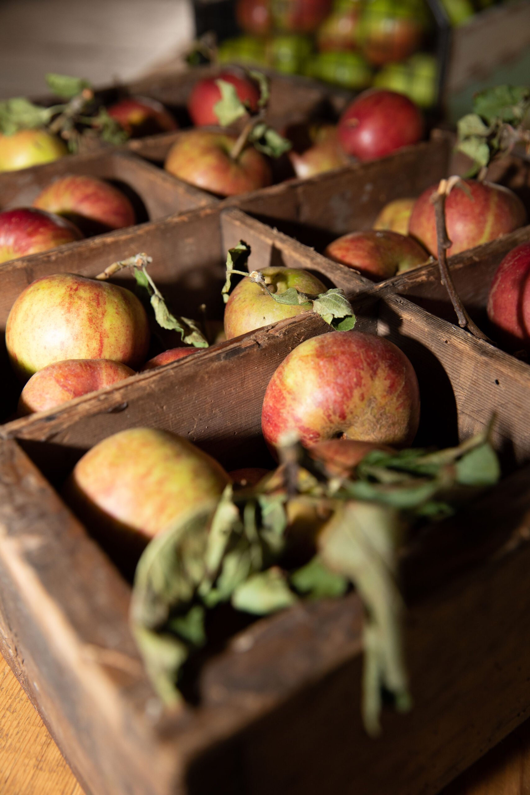Sharing our Fruit Heritage - Ryedale Folk Museum